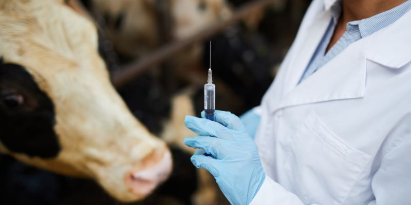 10 Tipps zum verabreichen von Injektionen | Landtechnik, Tierhaltung ...